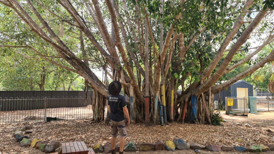 ArborWork Tree Services | Arborist Consultancy