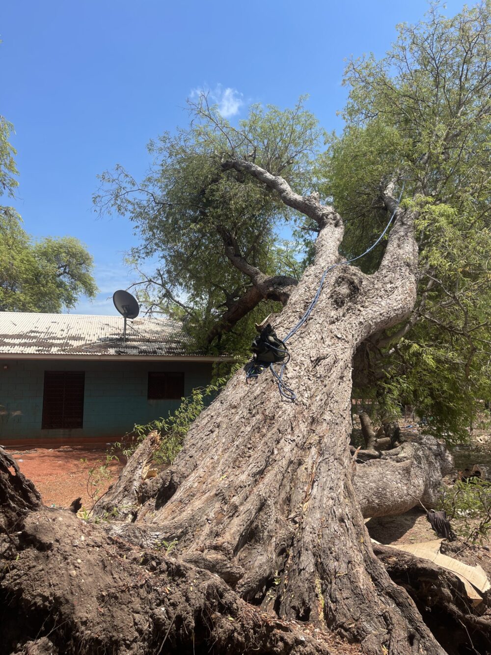 ArborWork Tree Services | Emergency Tree Works