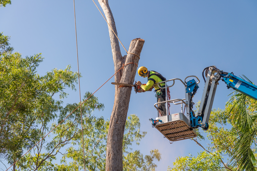 ArborWork Tree Services | Tree & Palm Removal